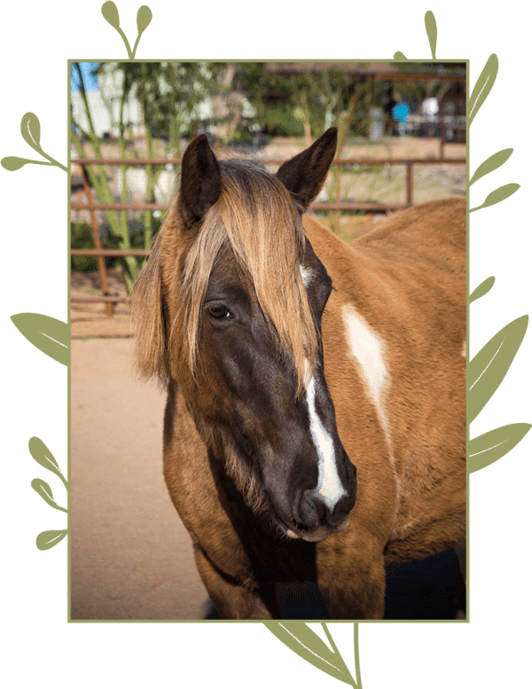 Horse Rescue Ranch and Arizona Horse Sanctuary - Reigning Grace Ranch