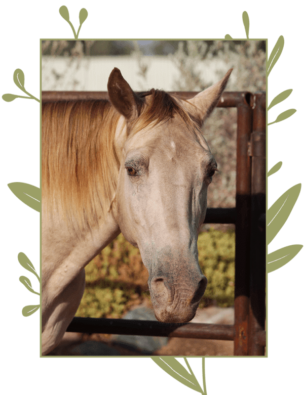 Horse Rescue Ranch and Arizona Horse Sanctuary - Reigning Grace Ranch