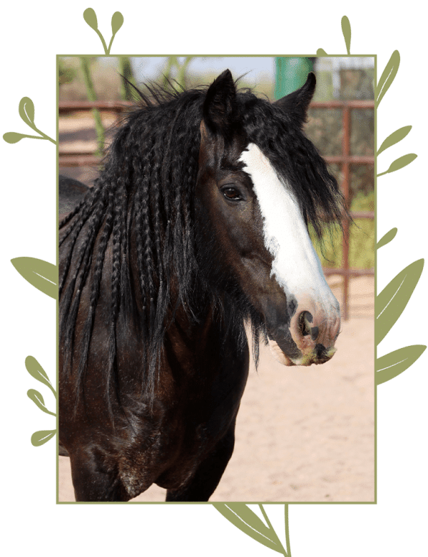 Horse Rescue Ranch and Arizona Horse Sanctuary - Reigning Grace Ranch