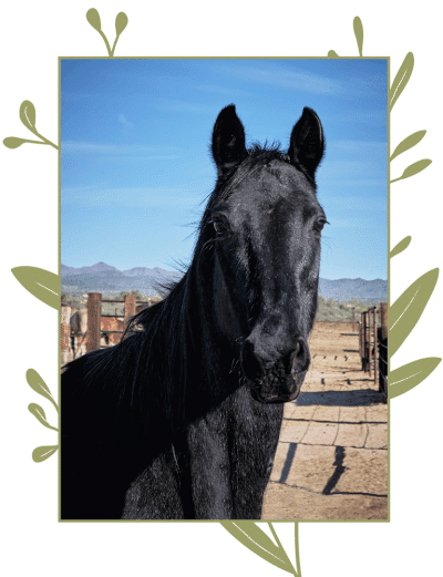 Horse Rescue Ranch and Arizona Horse Sanctuary - Reigning Grace Ranch