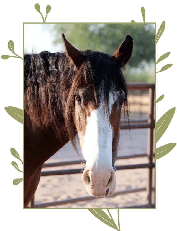 Horse Rescue Ranch and Arizona Horse Sanctuary - Reigning Grace Ranch