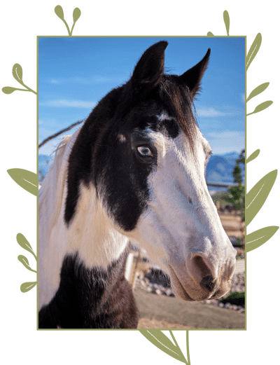 Horse Rescue Ranch and Arizona Horse Sanctuary - Reigning Grace Ranch