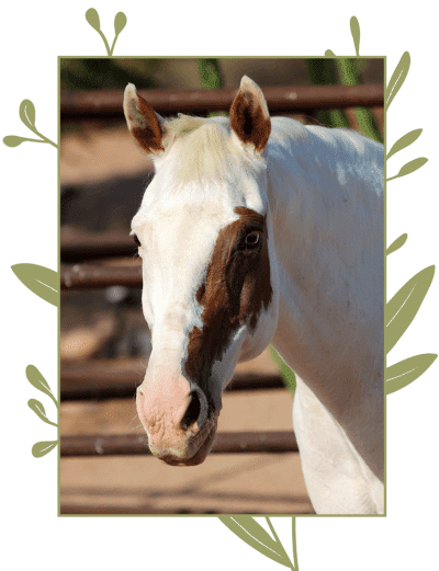 Horse Rescue Ranch and Arizona Horse Sanctuary - Reigning Grace Ranch