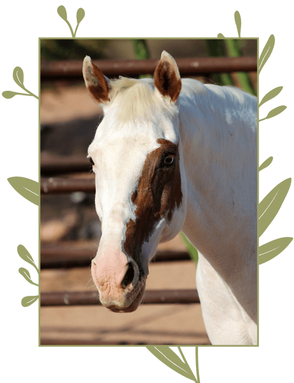 Horse Rescue Ranch and Arizona Horse Sanctuary - Reigning Grace Ranch