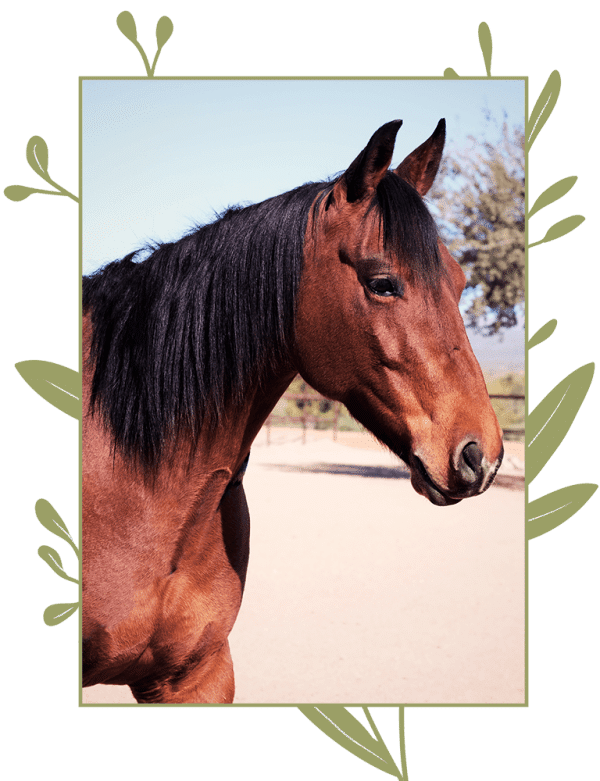 Horse Rescue Ranch and Arizona Horse Sanctuary - Reigning Grace Ranch