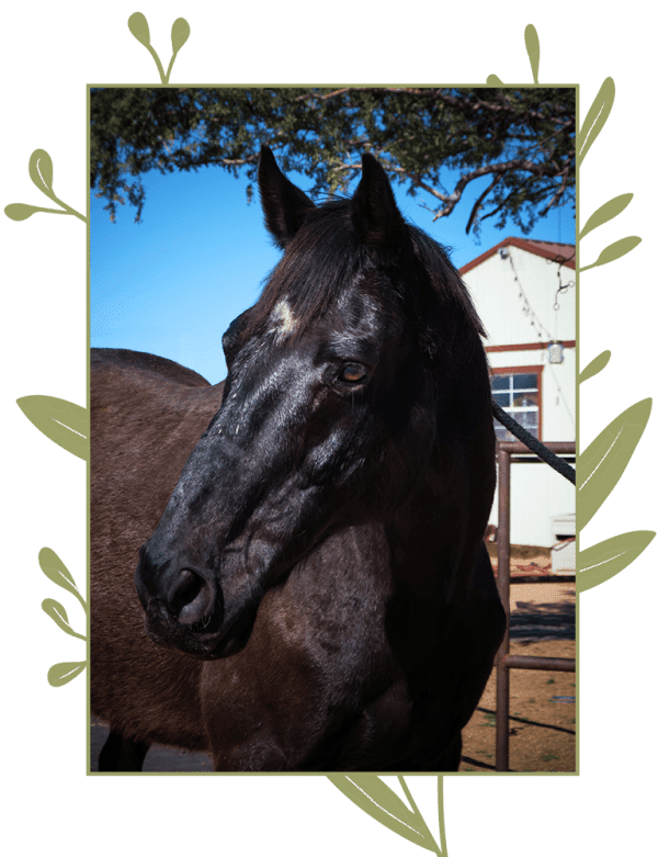 Horse Rescue Ranch and Arizona Horse Sanctuary - Reigning Grace Ranch