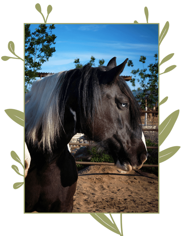 Horse Rescue Ranch and Arizona Horse Sanctuary - Reigning Grace Ranch