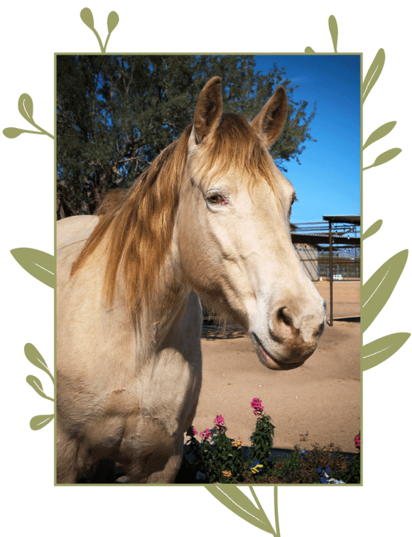 Horse Rescue Ranch and Arizona Horse Sanctuary - Reigning Grace Ranch