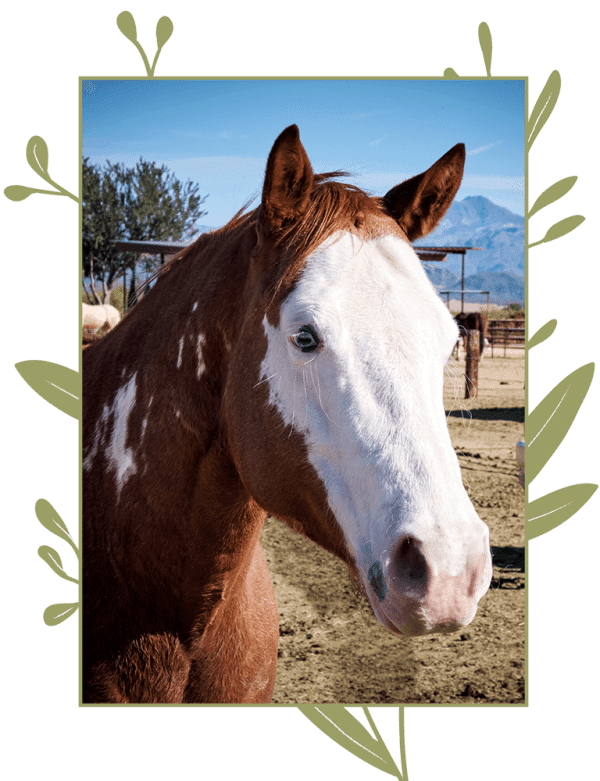 Horse Rescue Ranch and Arizona Horse Sanctuary - Reigning Grace Ranch
