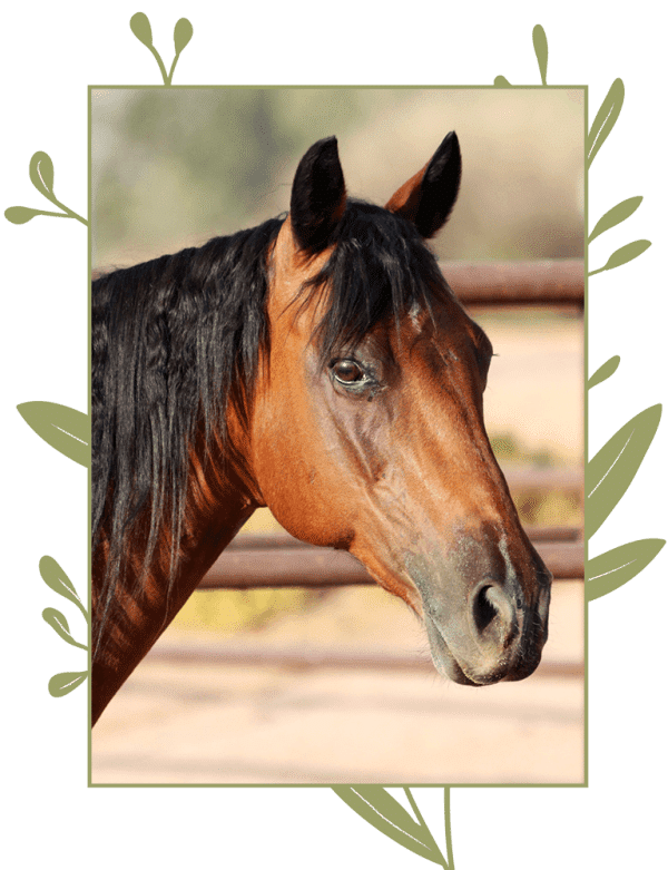 Horse Rescue Ranch and Arizona Horse Sanctuary - Reigning Grace Ranch
