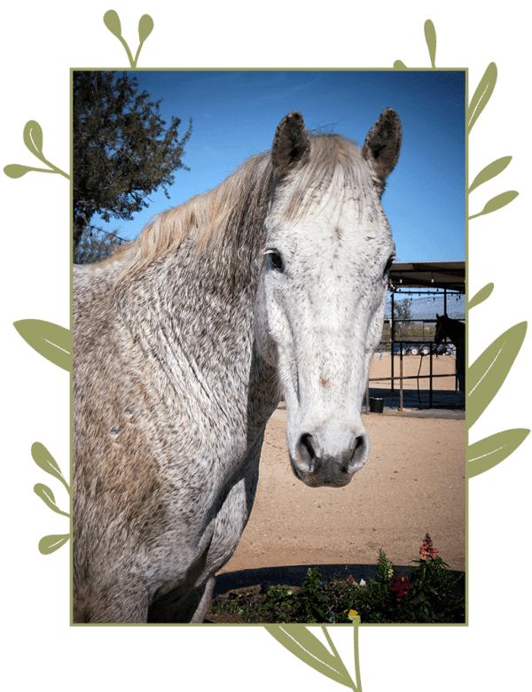 Horse Rescue Ranch and Arizona Horse Sanctuary - Reigning Grace Ranch